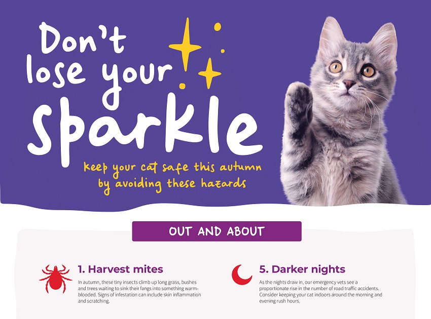 Autumn Hazards for Cats - Infographic - Autumn Hub
