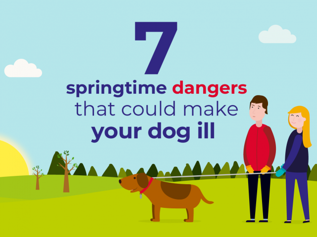 Springtime Dangers That Can Make Your Pet ill | Vets Now