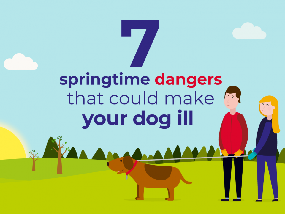 Springtime Dangers That Can Make Your Pet ill | Vets Now