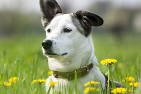 Springtime Dangers That Can Make Your Pet ill | Vets Now