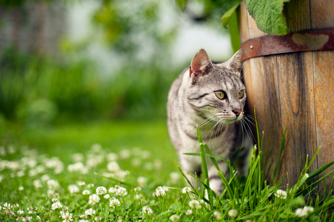 Springtime Dangers That Can Make Your Pet ill | Vets Now