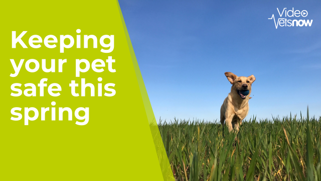 Springtime Dangers That Can Make Your Pet ill | Vets Now