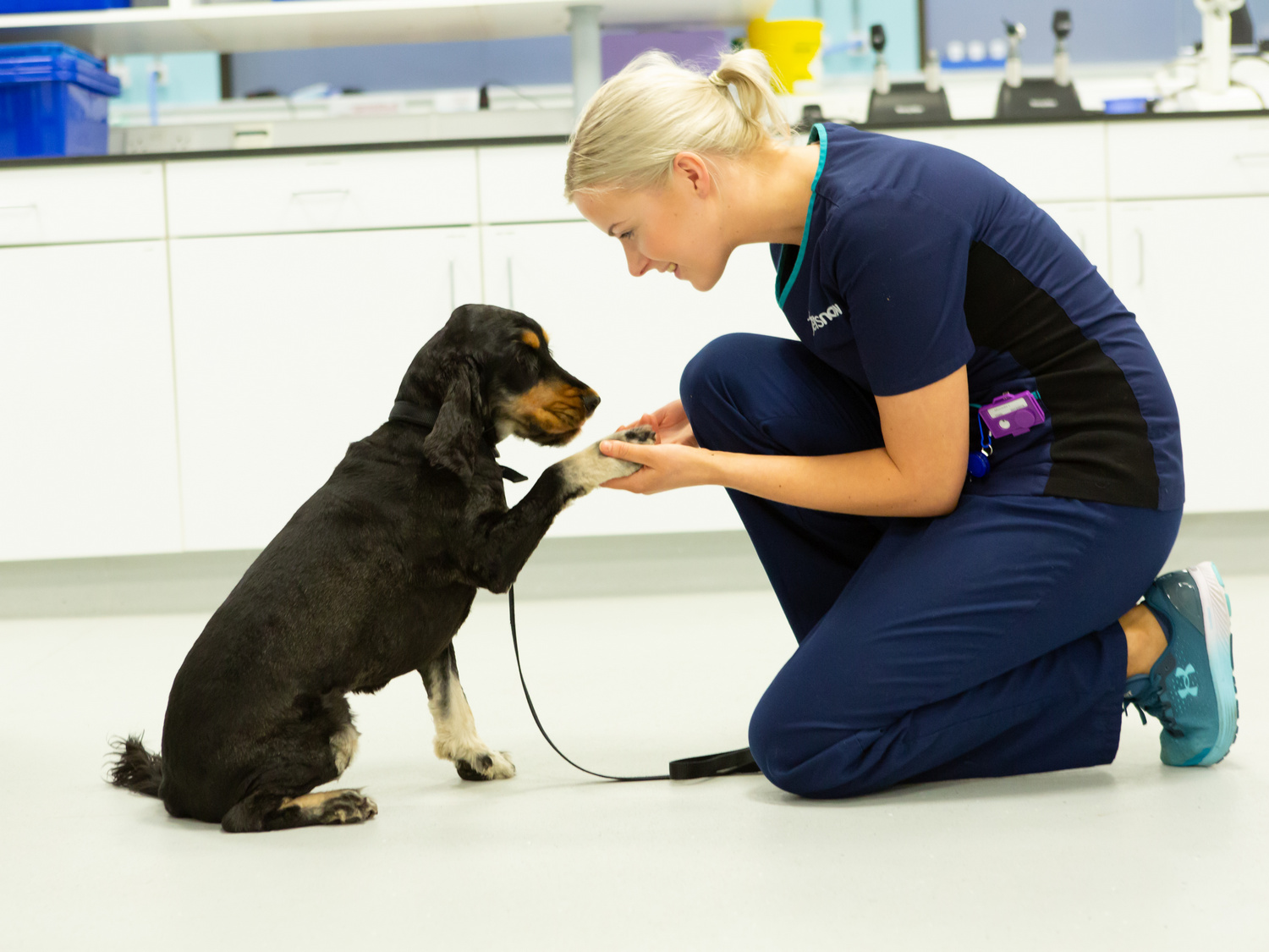 Springtime Dangers That Can Make Your Pet ill | Vets Now
