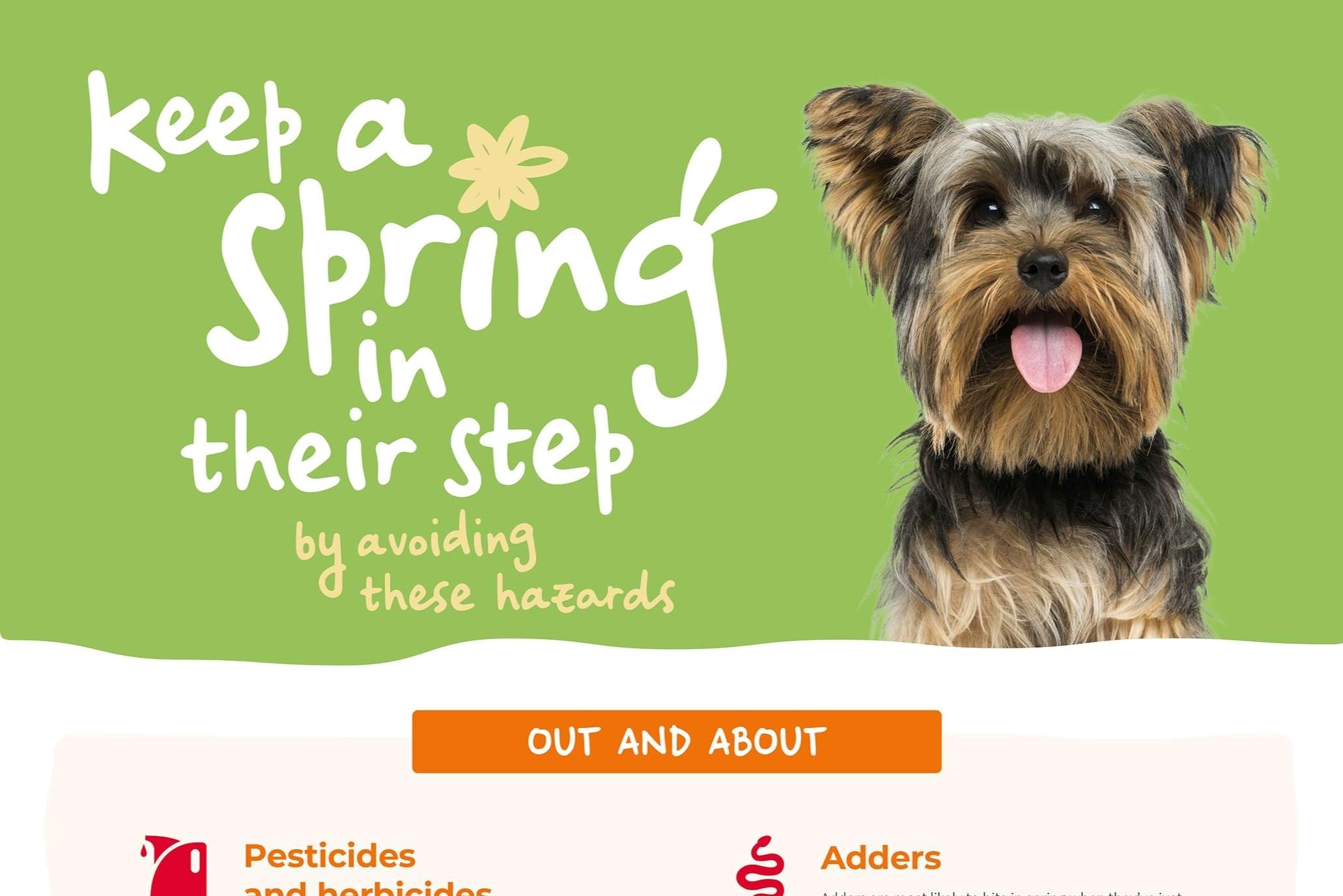 Springtime Dangers That Can Make Your Pet ill | Vets Now