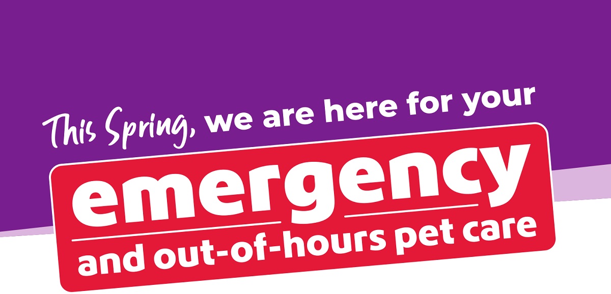 Spring Pet Hazards: Protect Your Dog or Cat