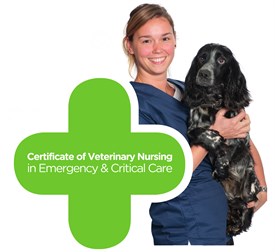 Pride As Vet Nurses gain Cert VN ECC Certificates | Vets Now