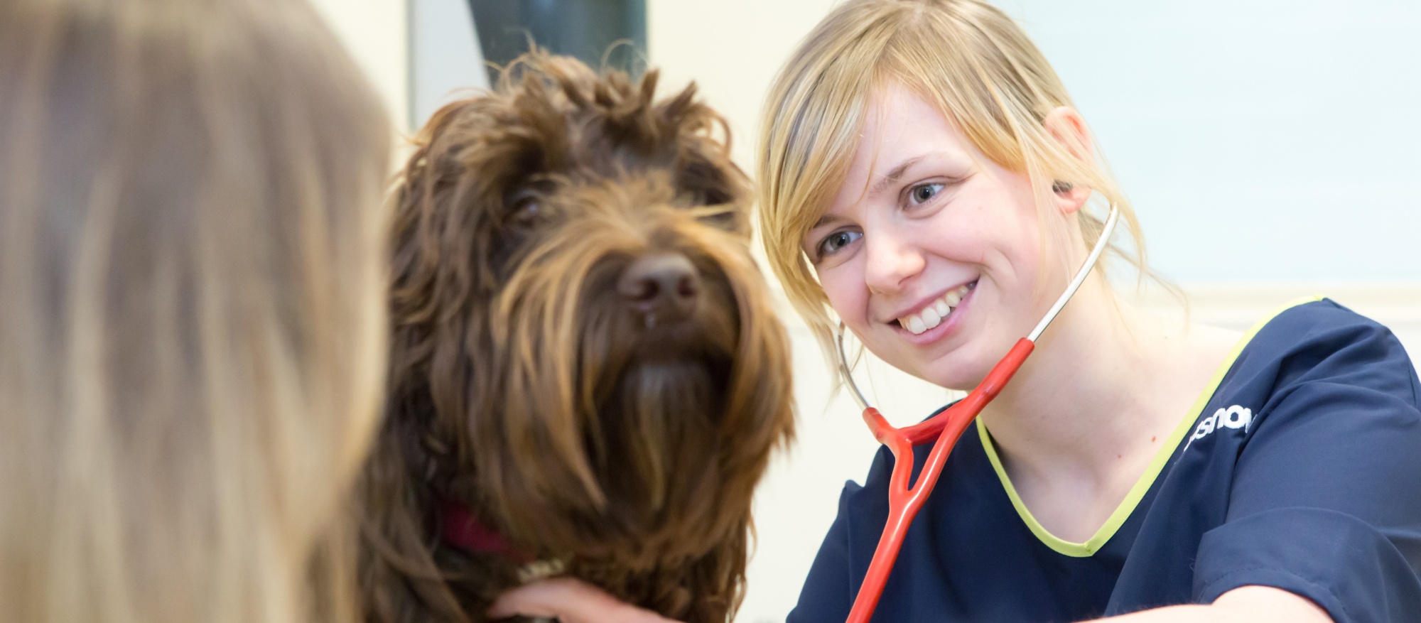 Veterinary Undergraduate Opportunities At Vets Now