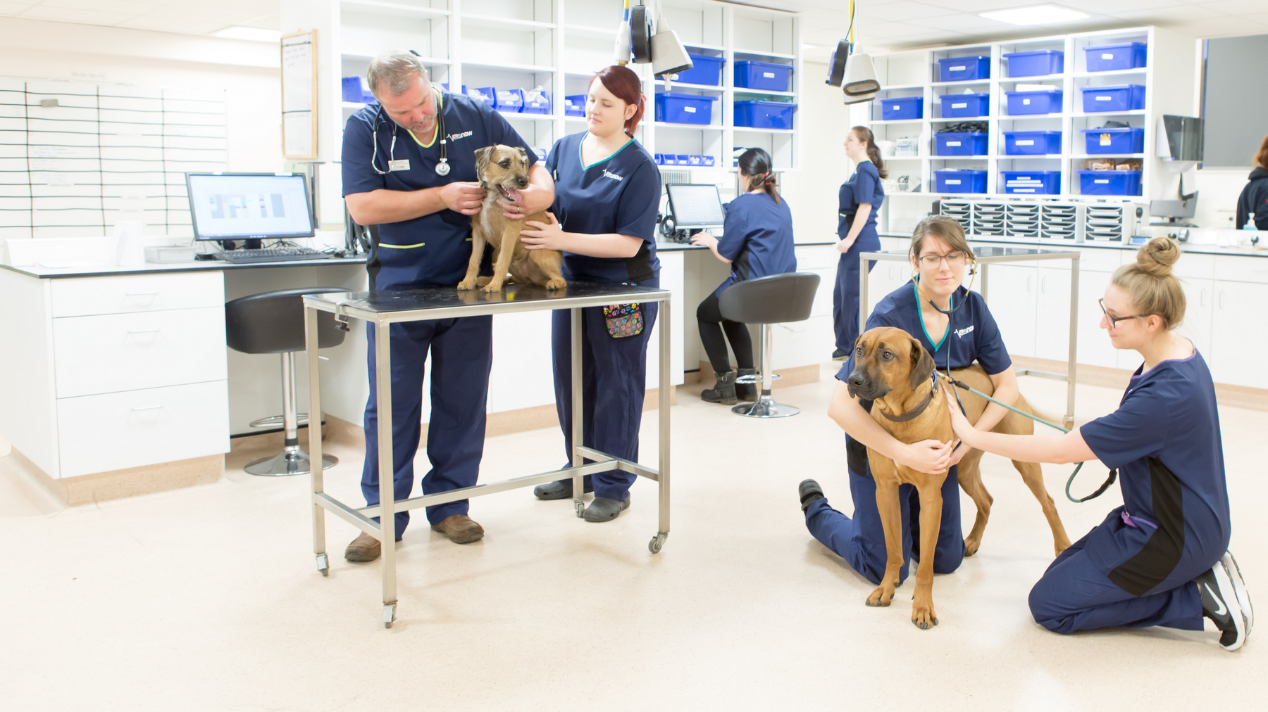 Student vets present case studies at ECC Congress | Vets Now