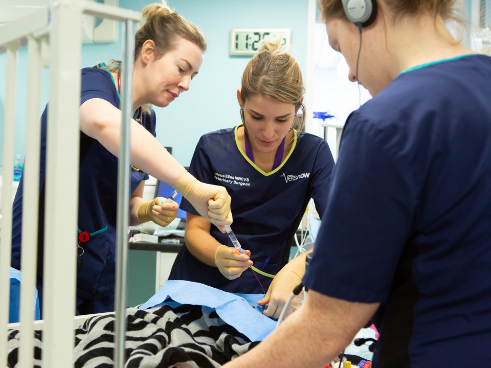 Emergency & Critical Care Vet Nursing Jobs | Apply Now