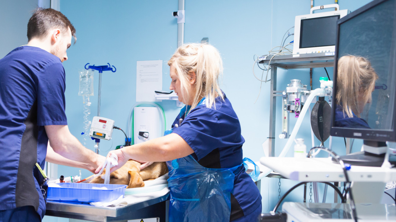 Emergency & Critical Care Vet Nursing Jobs | Apply Now