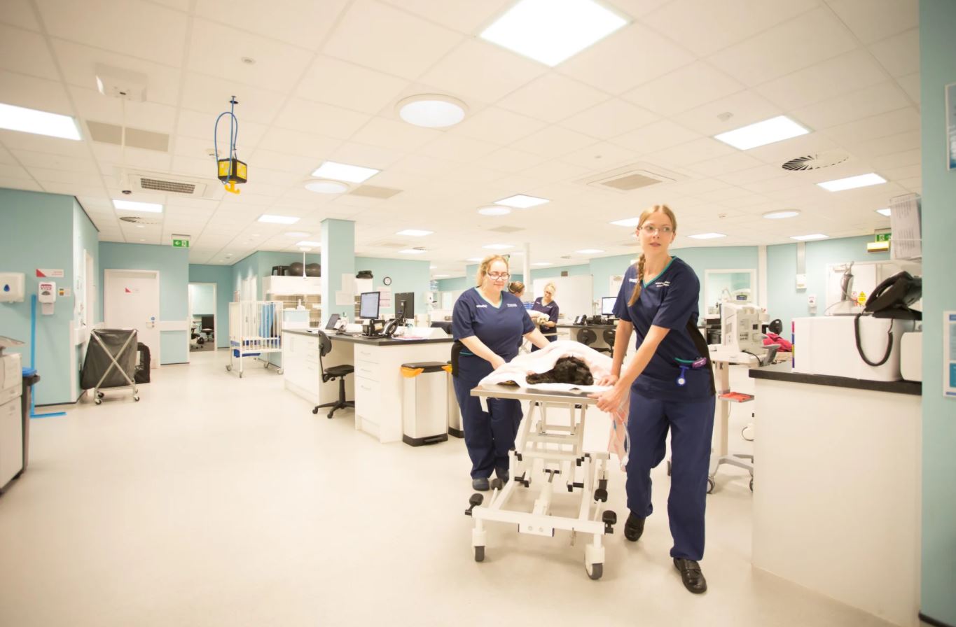 Emergency & Critical Care Vet Nursing Jobs | Apply Now
