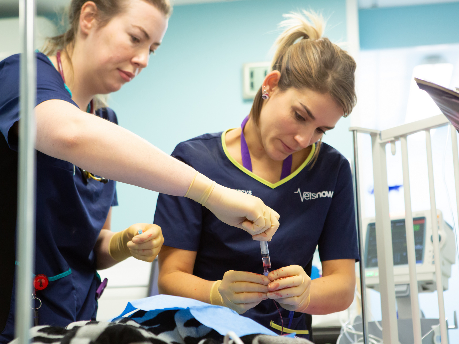Veterinary Student Hub Resource | Vets Now Careers