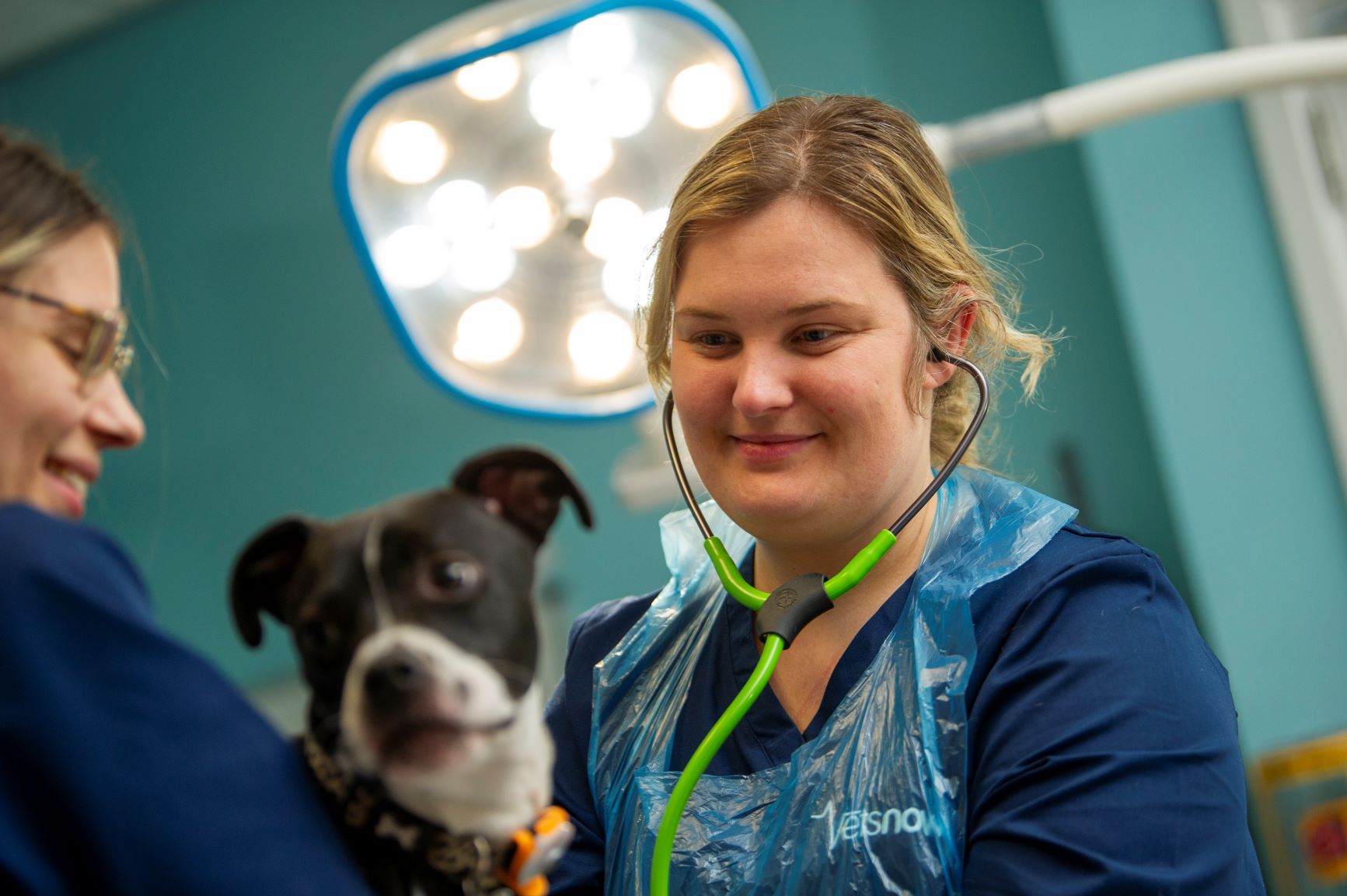 A day in the life of a Manchester emergency vet at Christmas - Vets Now ...