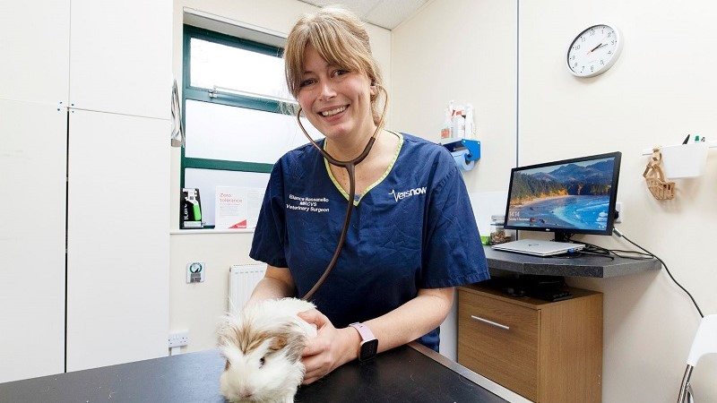 A day in the life of a South Wales emergency vet at Christmas - Vets ...