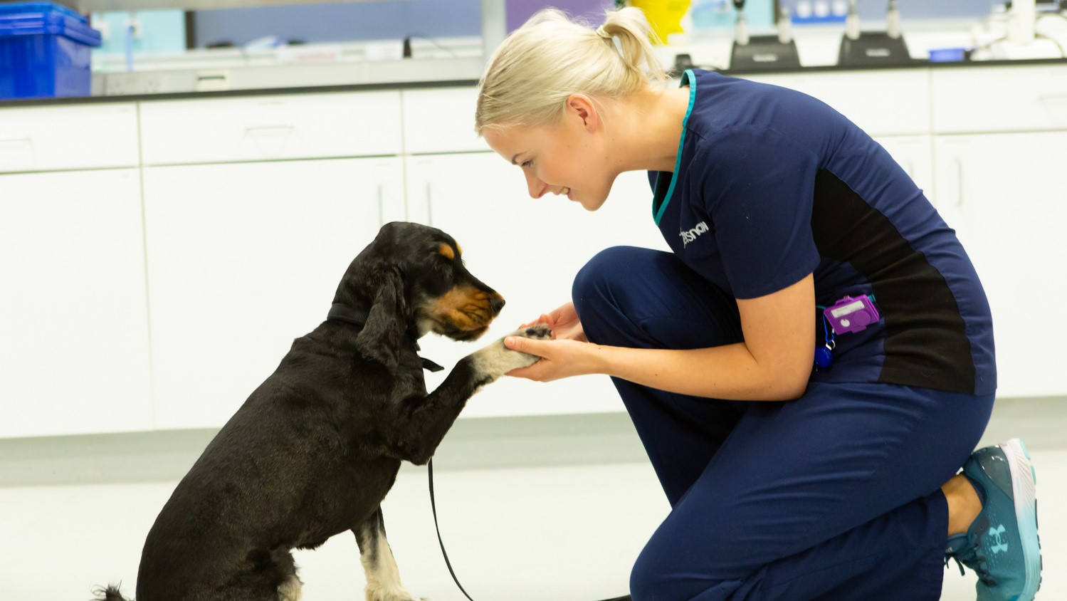 Vets Now's new ‘Enhancing the Nurse Role’ programme - Vets Now Jobs